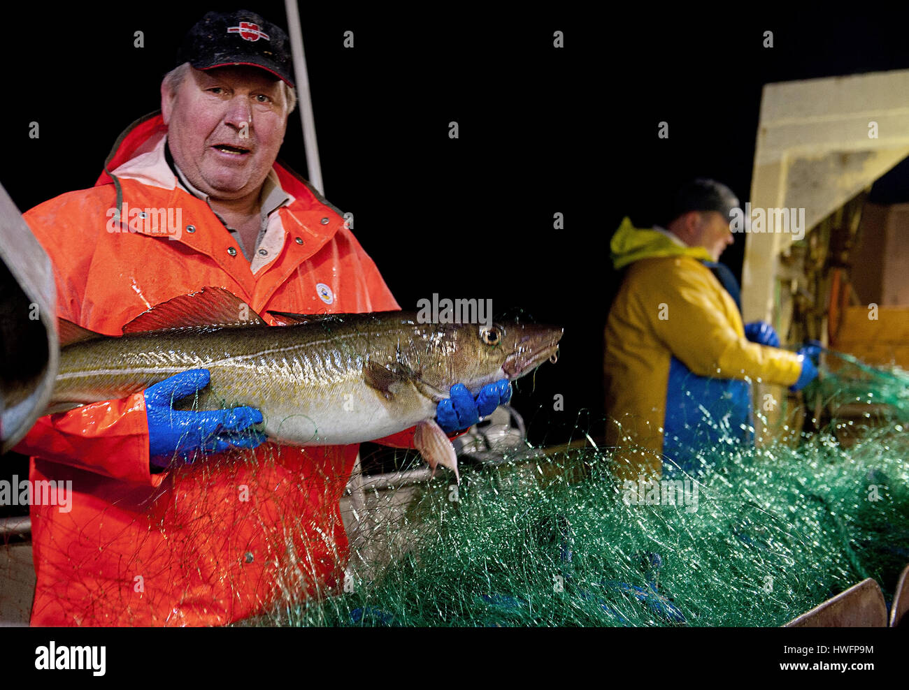Catching cod (skrei) with nets off the island of Röst, Lofoten, Norway ...