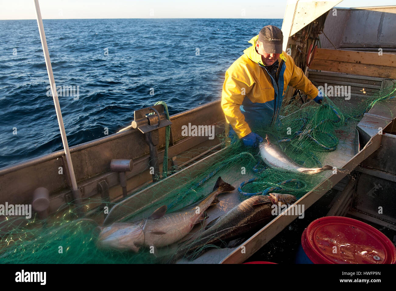 Catching cod (skrei) with nets off the island of Röst, Lofoten, Norway ...