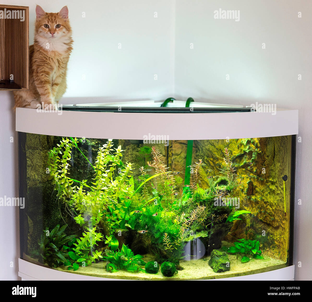 Katze sitzt auf Aquarium Stock Photo - Alamy