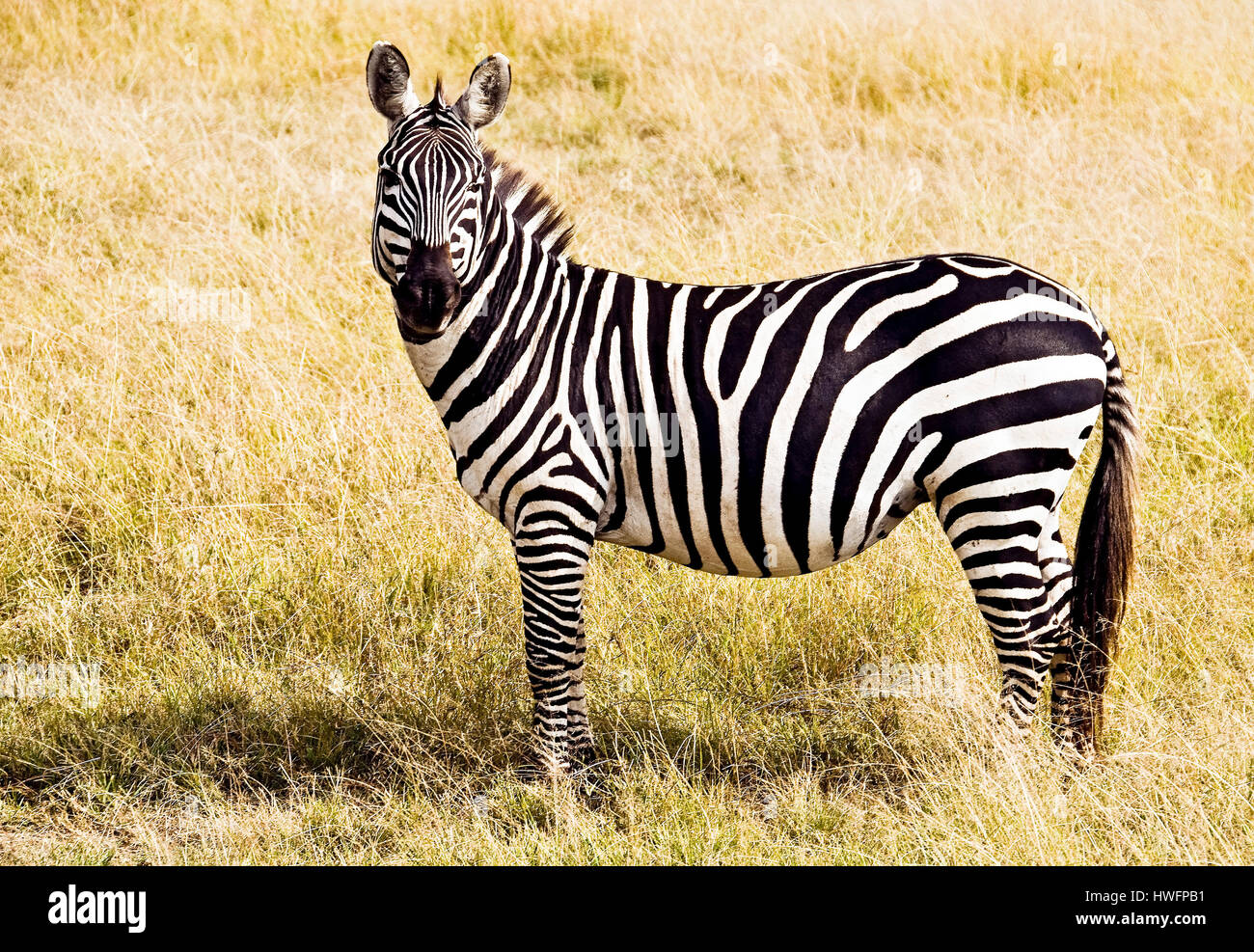 Plain's Zebra (Equus burchellii) in Maasqai Mara, Kenya Stock Photo - Alamy