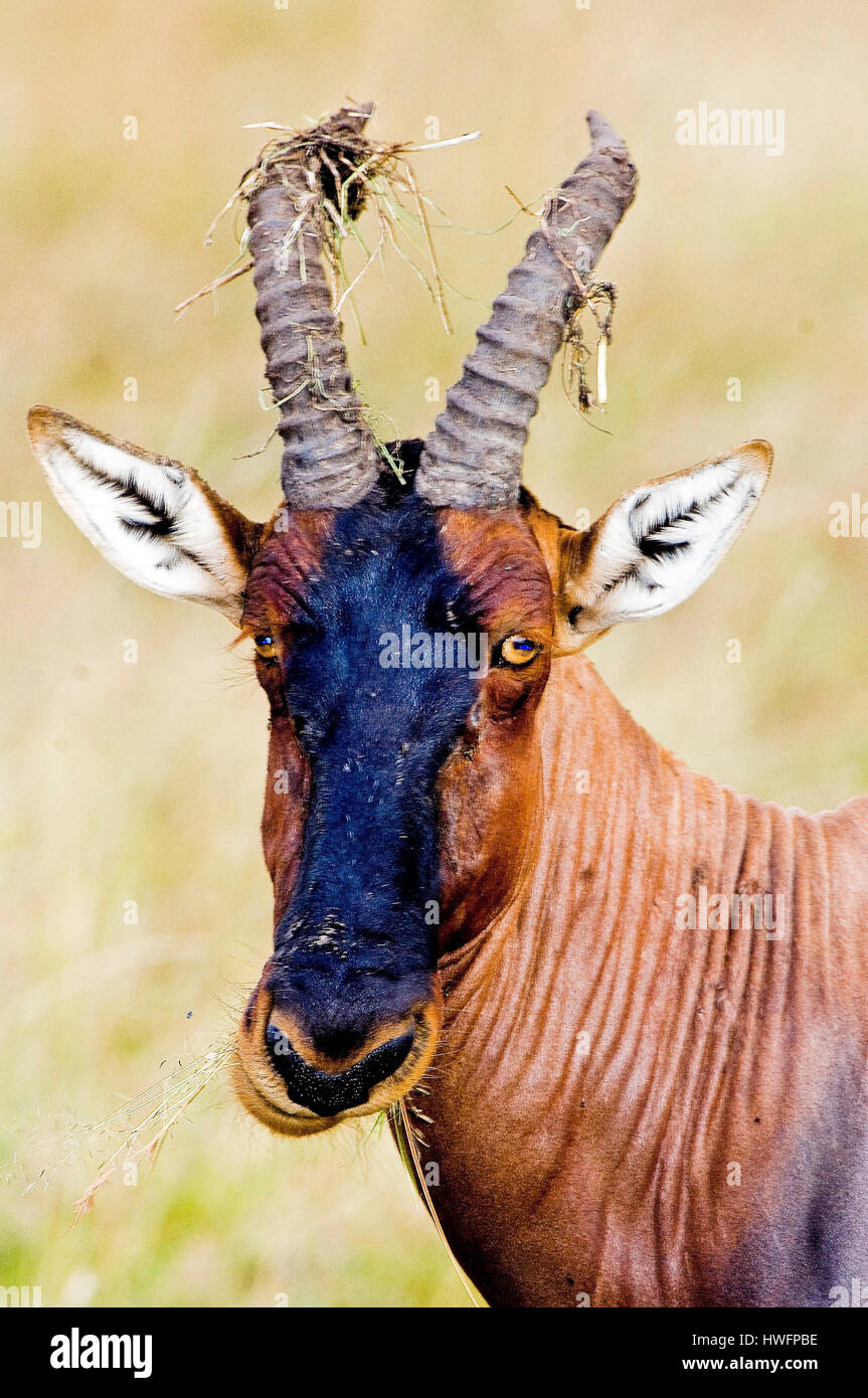 Topi portrait, Damaliscus lunatus jimela, from Maasai Mara, Kenya Stock ...