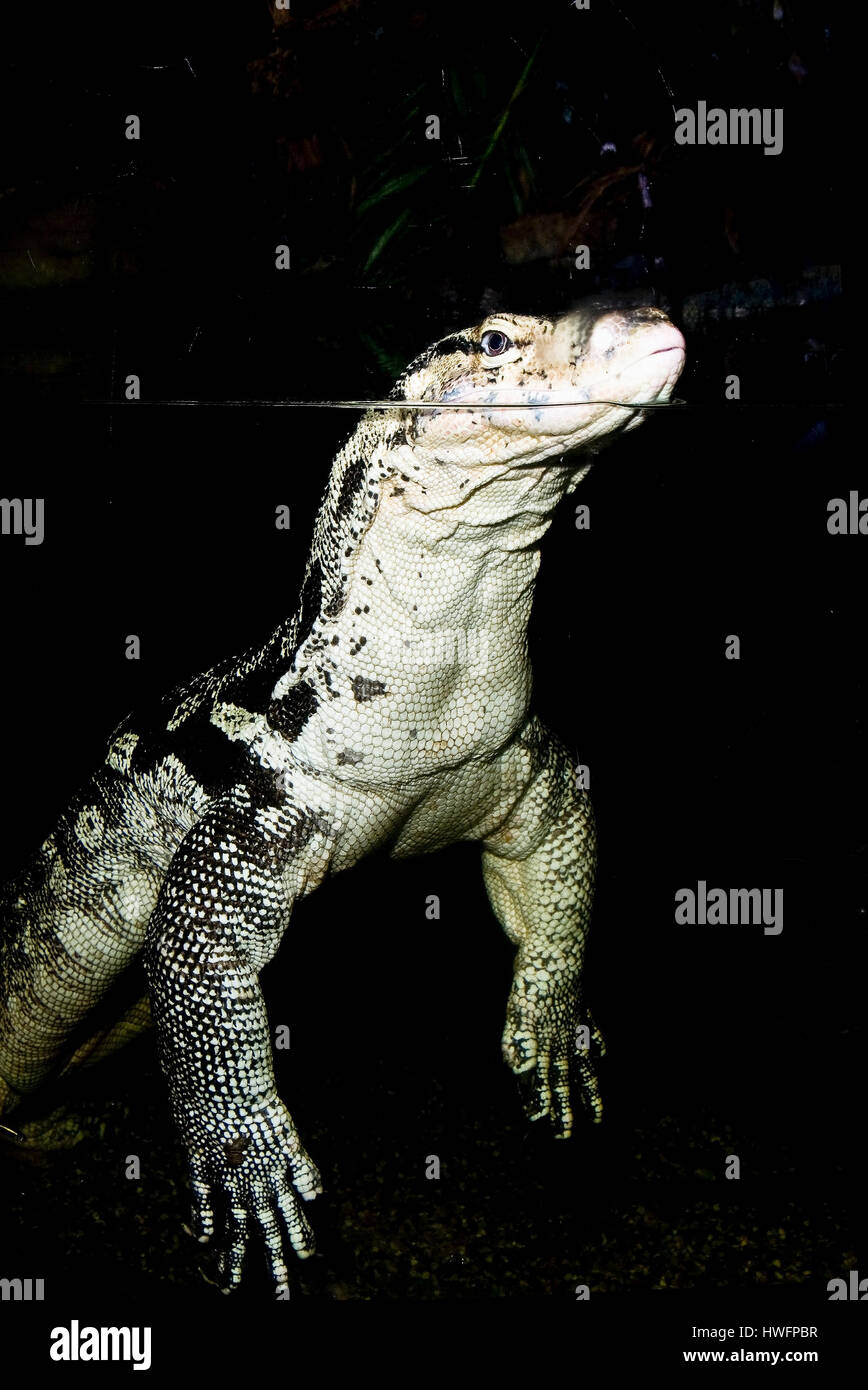 A big lizard (Varanus sp.) takes a bath Stock Photo - Alamy