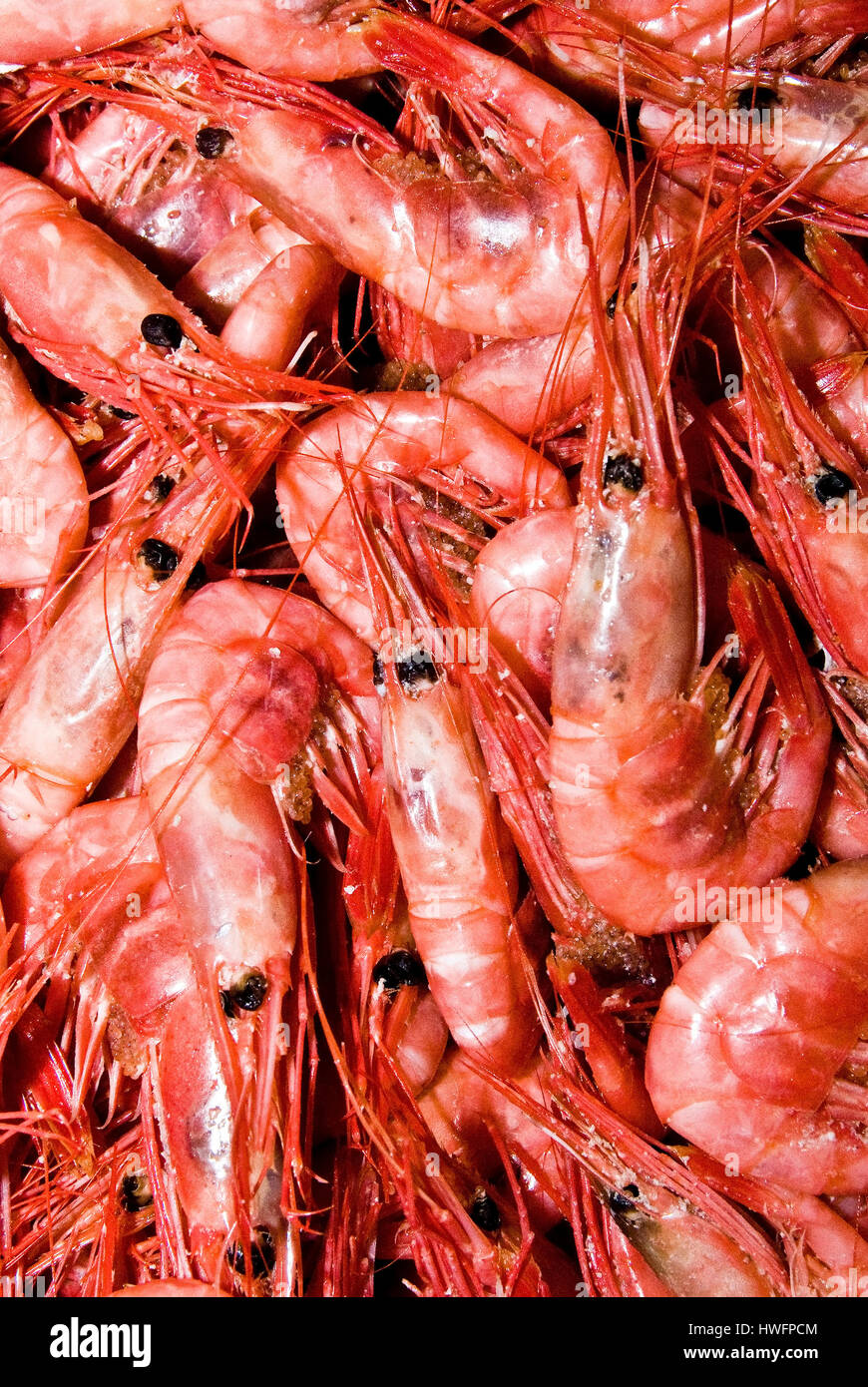 Pandalus Borealis Alive