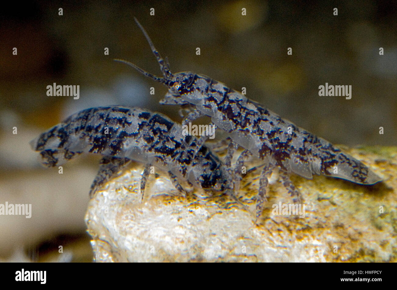 Sea lice hi-res stock photography and images - Alamy