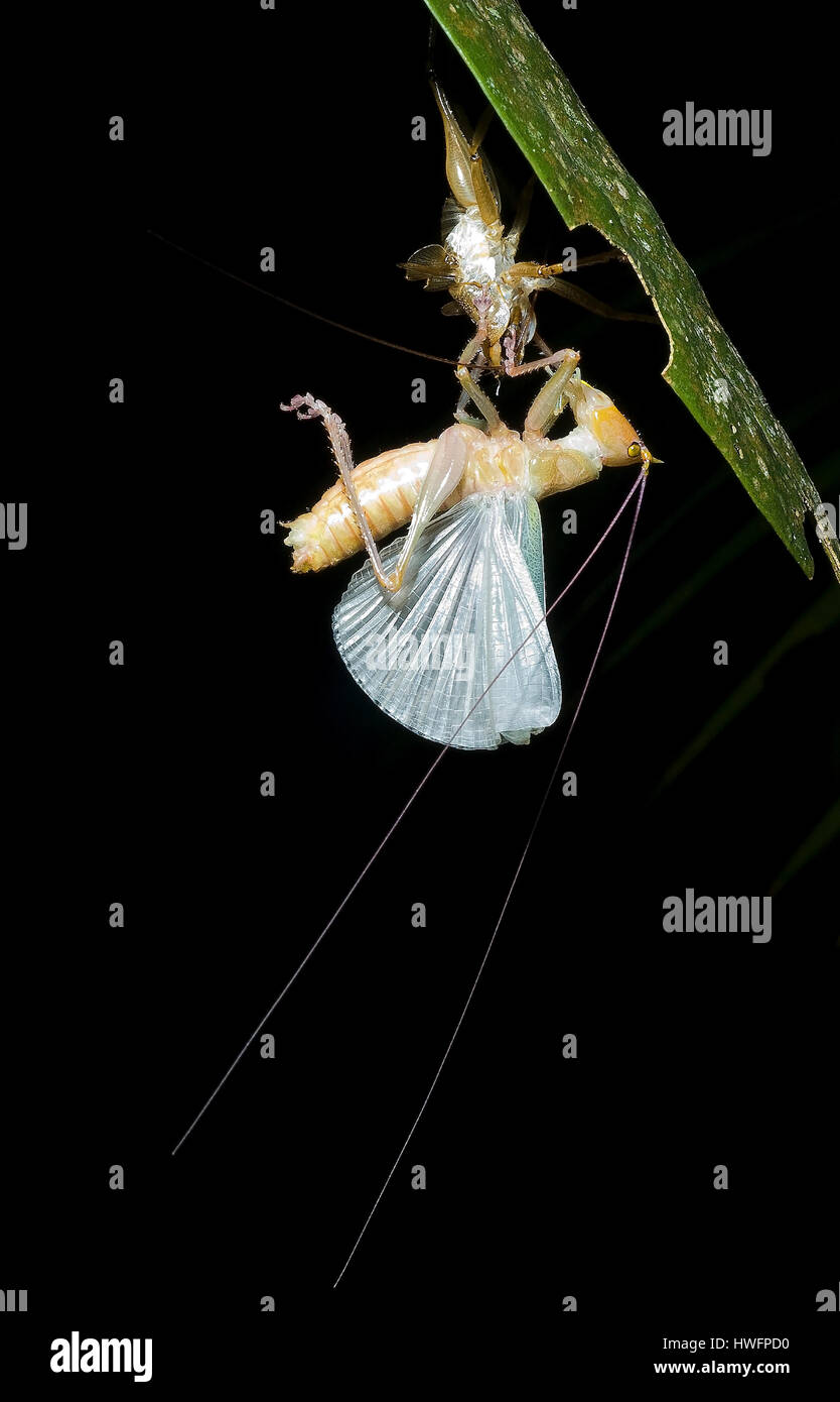 Molting insects hi-res stock photography and images - Alamy