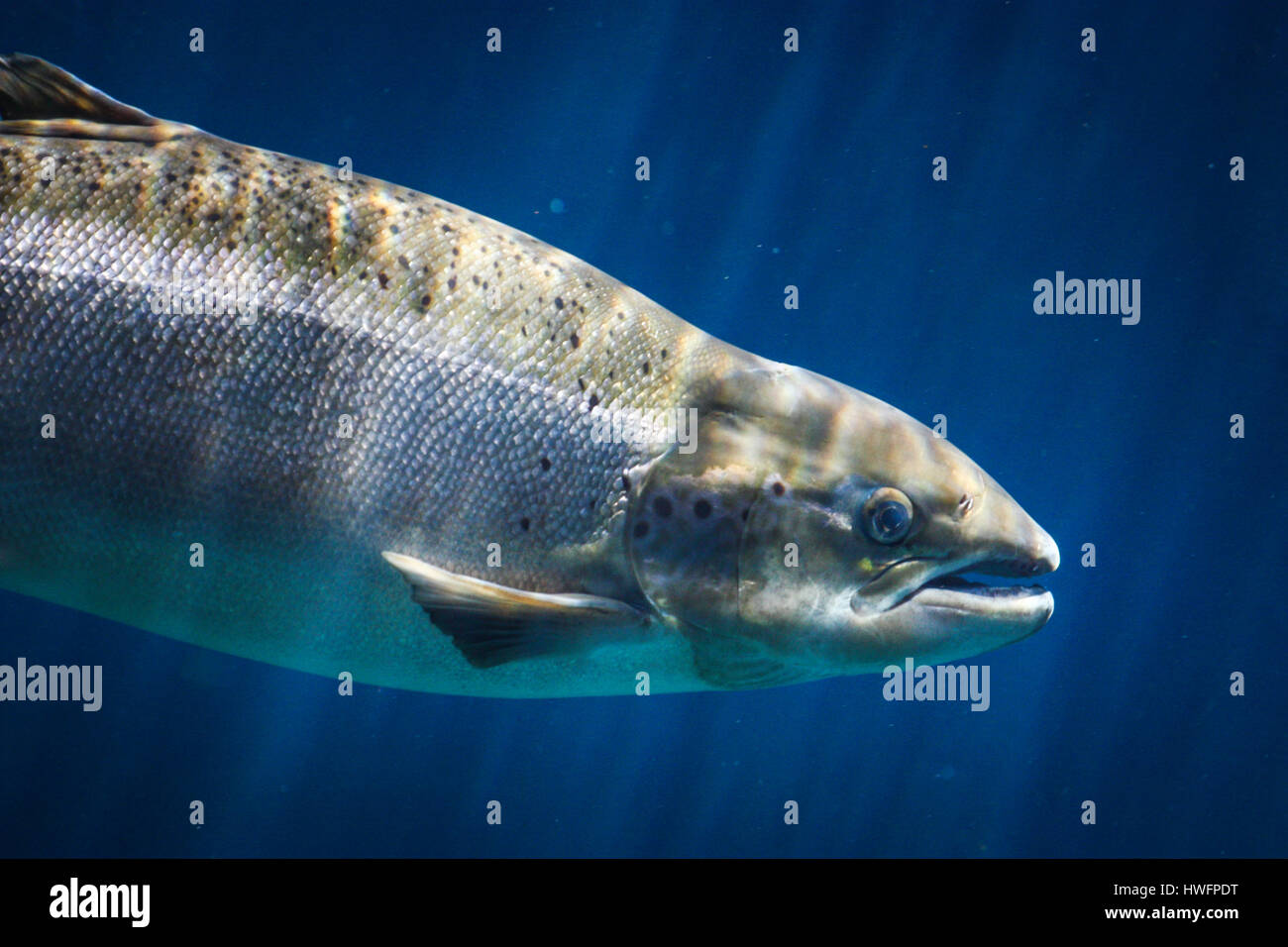 big fish underwater with sun rays Stock Photo - Alamy