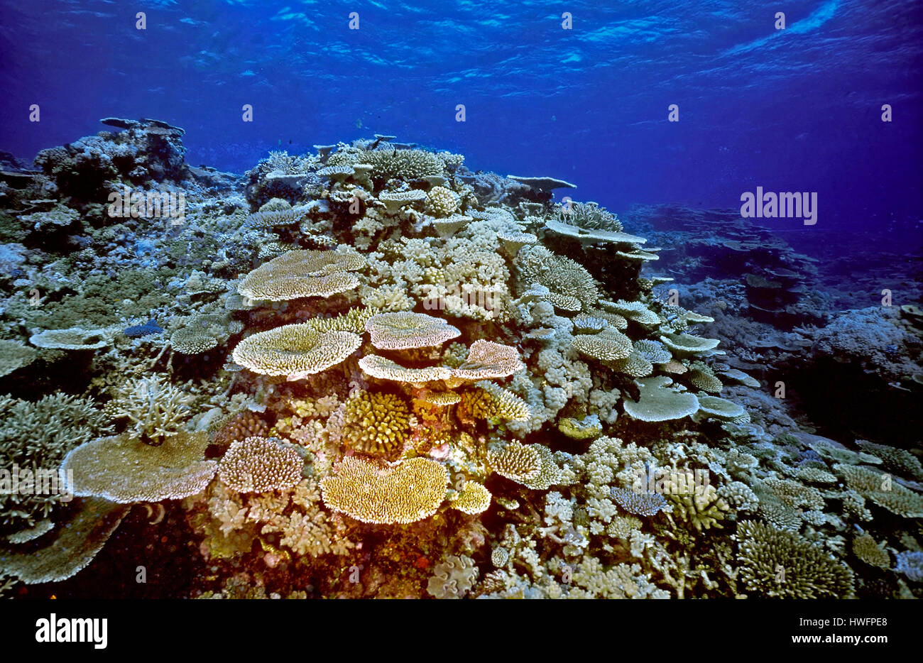 Table coral great barrier reef hi-res stock photography and images - Alamy