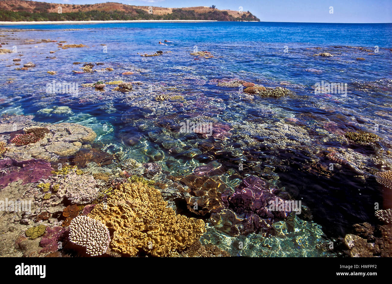 Reef flat with dense growth of coral on the island of nananu-I-Ra ...