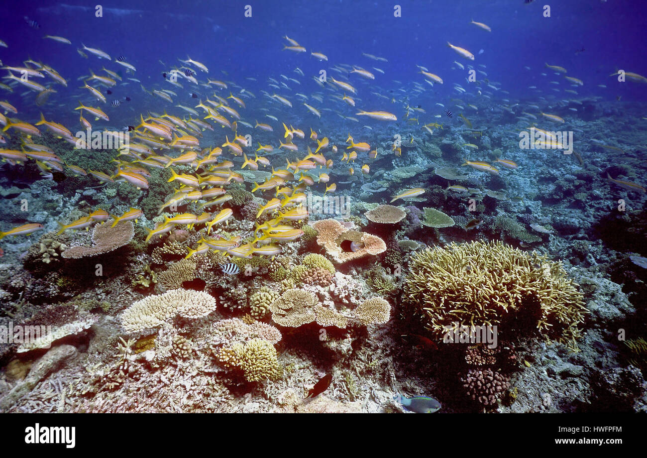 "Fish Market" at Ribbin Reef, northern Great Barrier Reef complex Stock ...