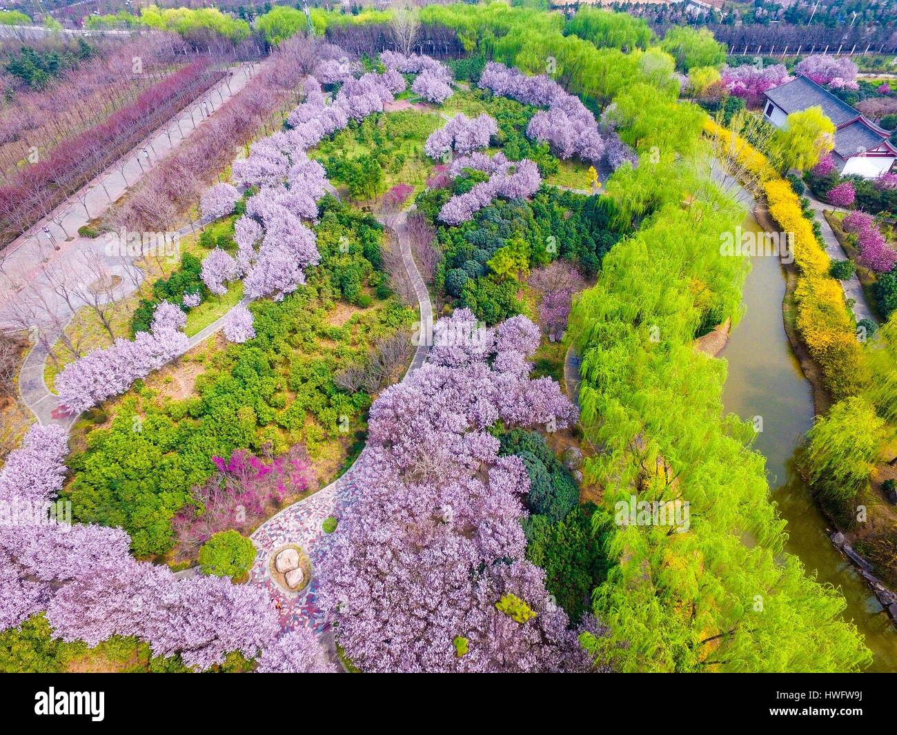 Luoyan, China. 20th Mar, 2017. Flowers bloom at the Sui and Tang ...