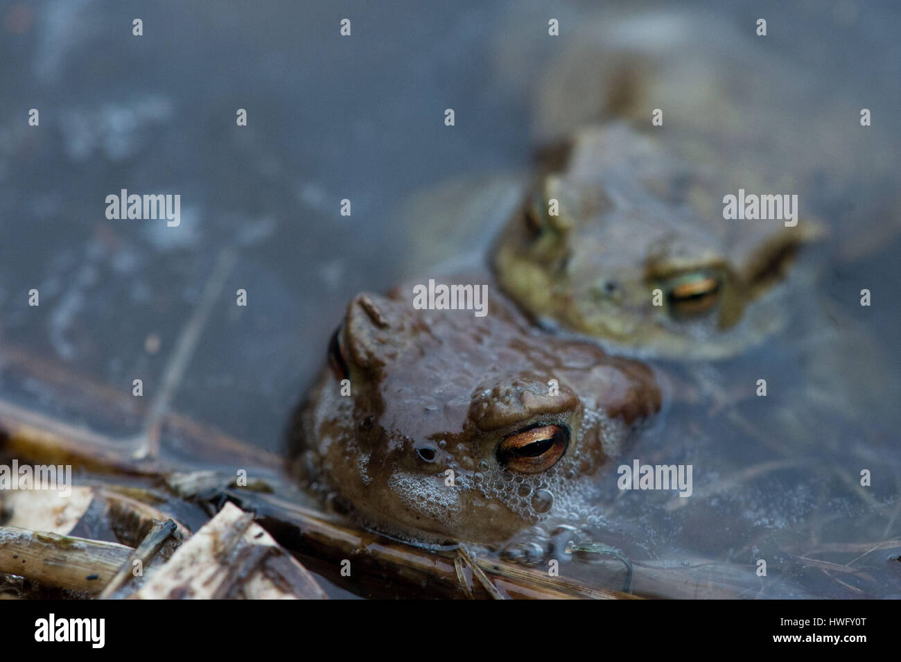 Pair at toad migration hi-res stock photography and images - Alamy