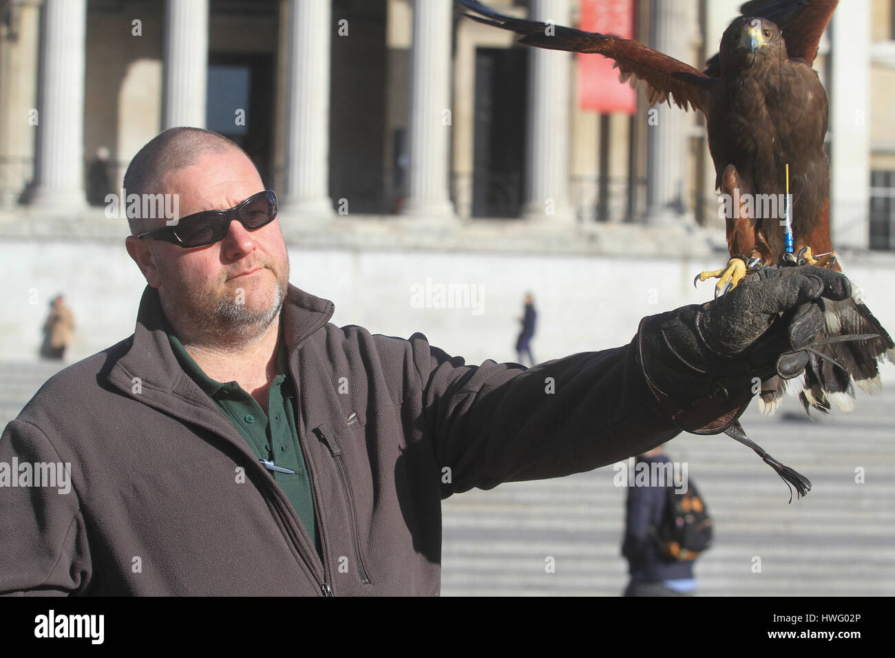 London, UK. 21st Mar, 2017. A Harris hawk handler in Trafalgar Square ...