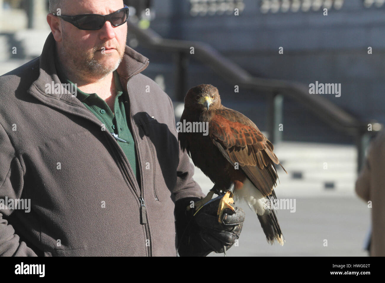 London, UK. 21st Mar, 2017. A Harris hawk handler in Trafalgar Square ...