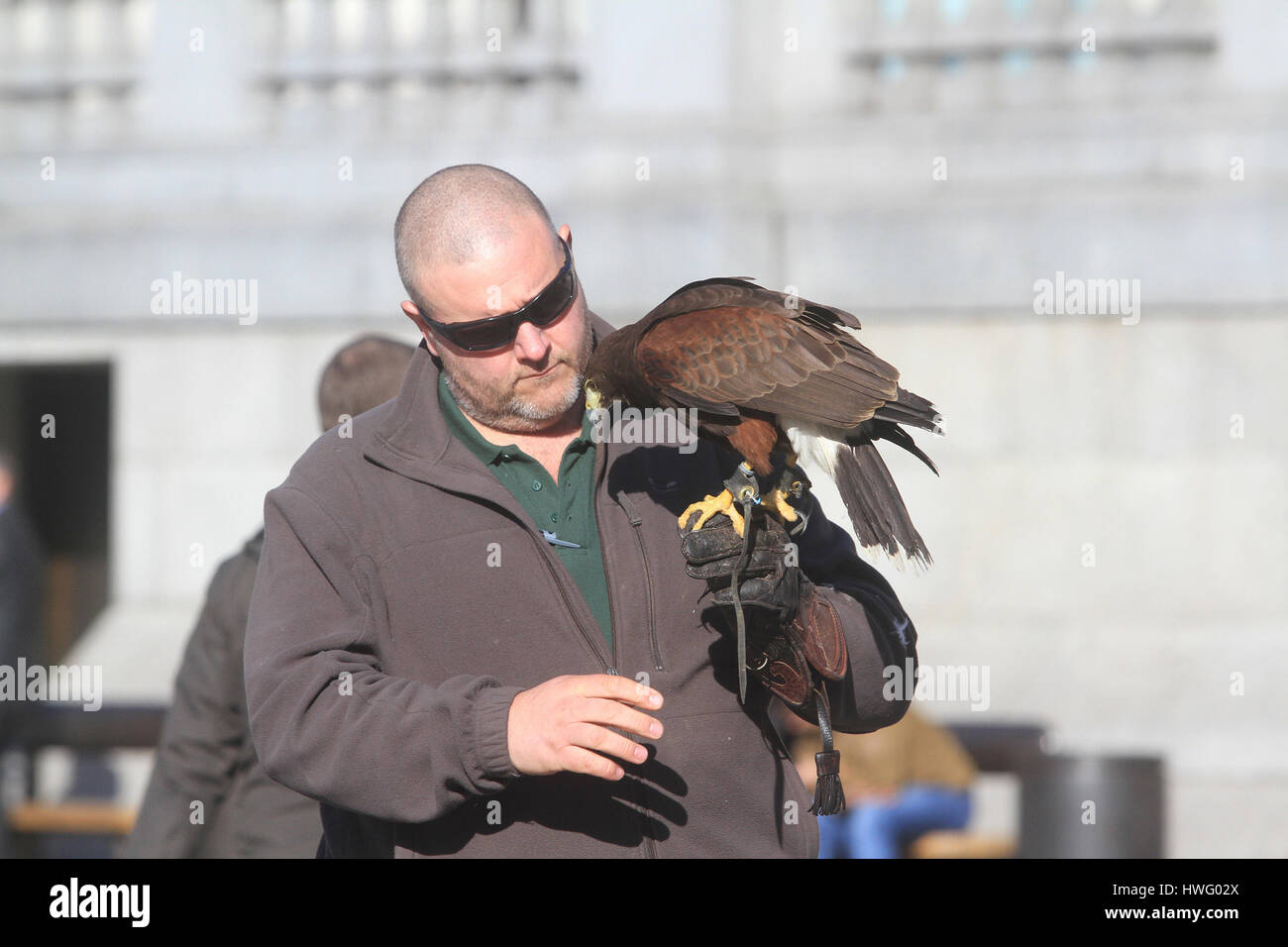 London, UK. 21st Mar, 2017. A Harris hawk handler in Trafalgar Square ...