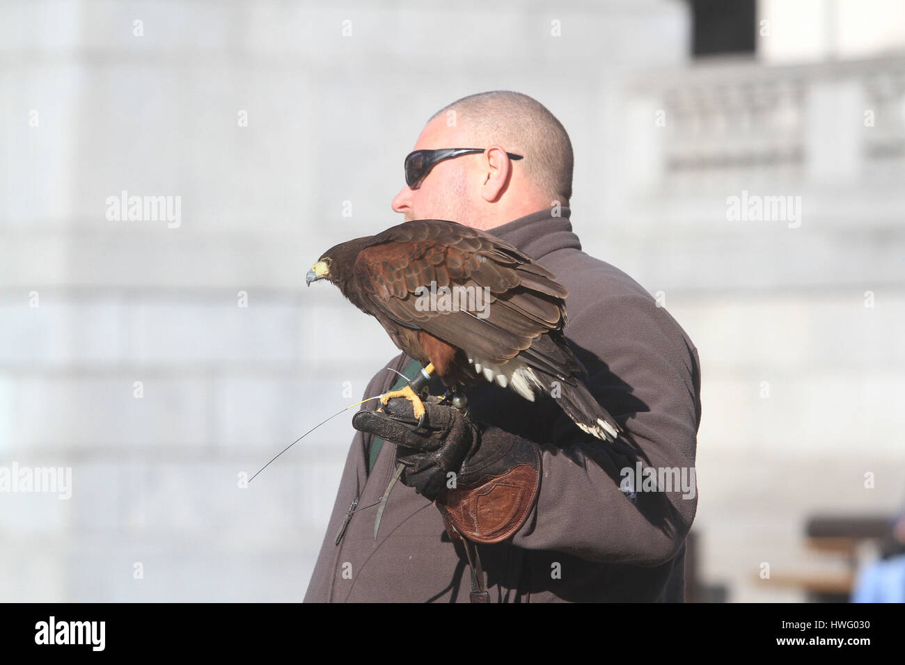London, UK. 21st Mar, 2017. A Harris hawk handler in Trafalgar Square ...