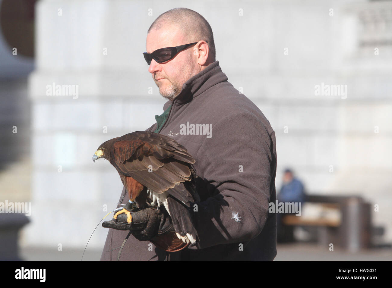 London, UK. 21st Mar, 2017. A Harris hawk handler in Trafalgar Square ...