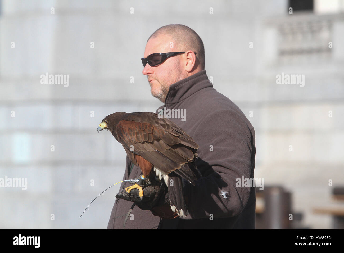 London, UK. 21st Mar, 2017. A Harris hawk handler in Trafalgar Square ...