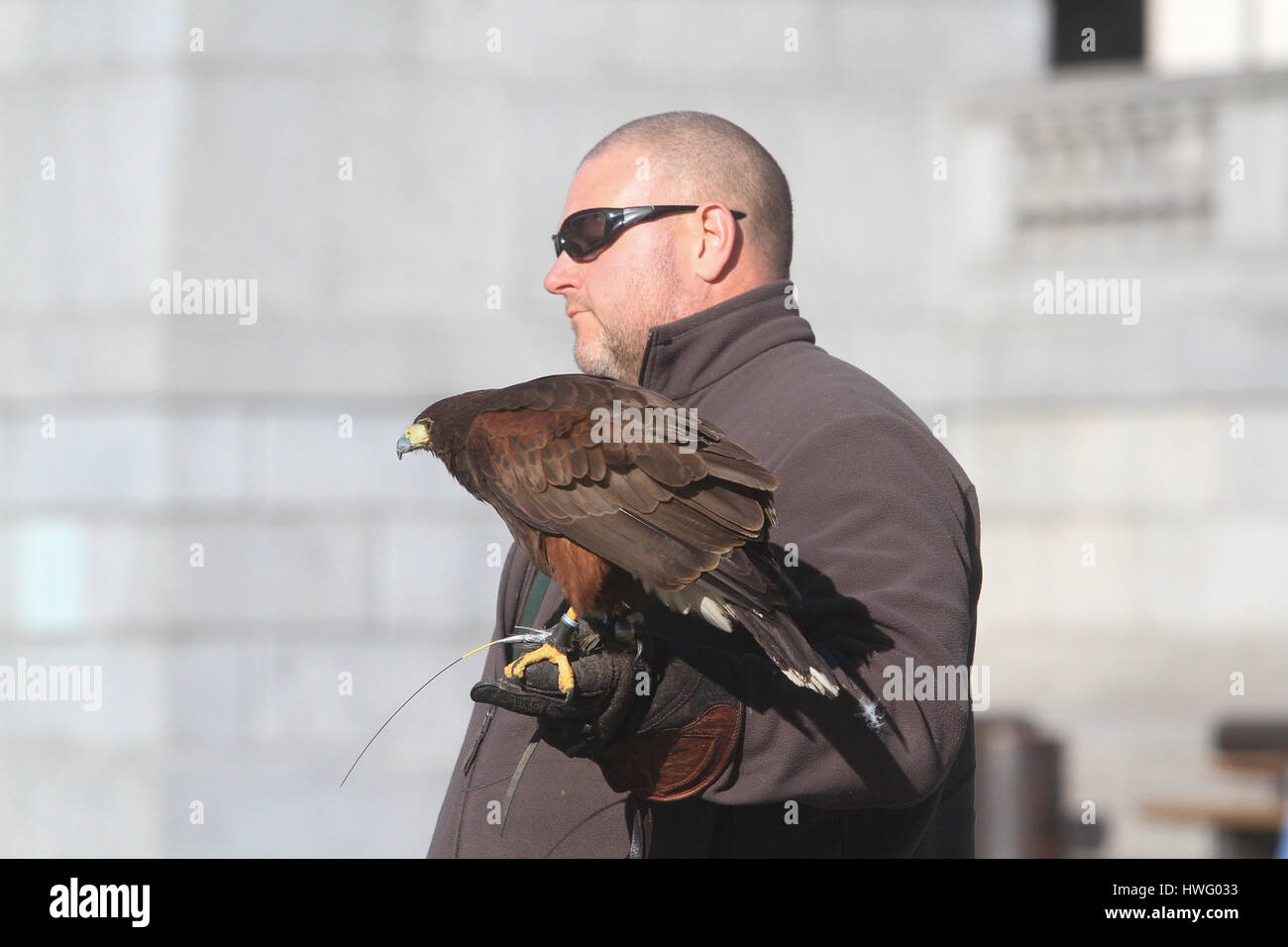 London, UK. 21st Mar, 2017. A Harris hawk handler in Trafalgar Square ...