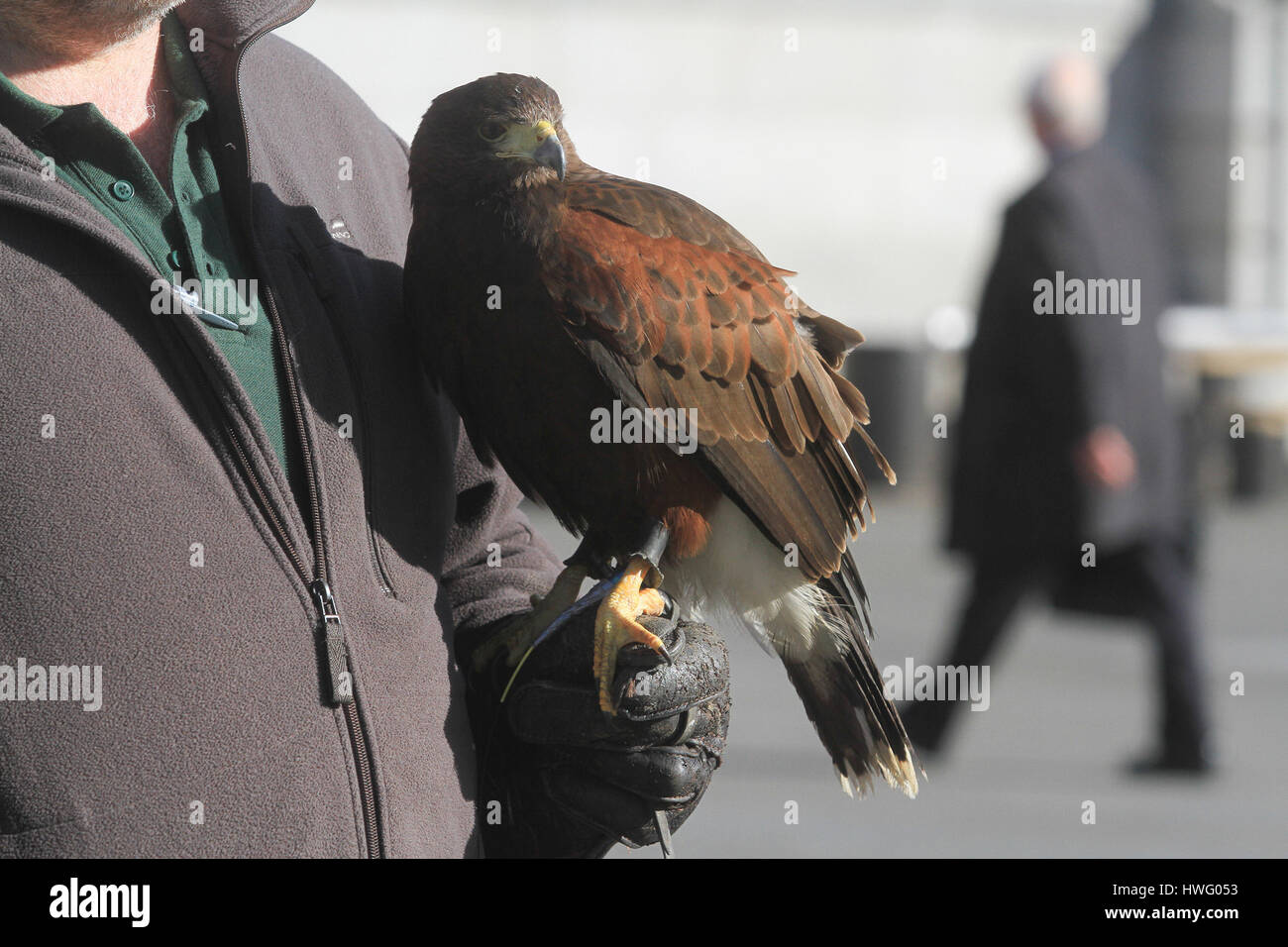 London, UK. 21st Mar, 2017. A Harris hawk handler in Trafalgar Square ...