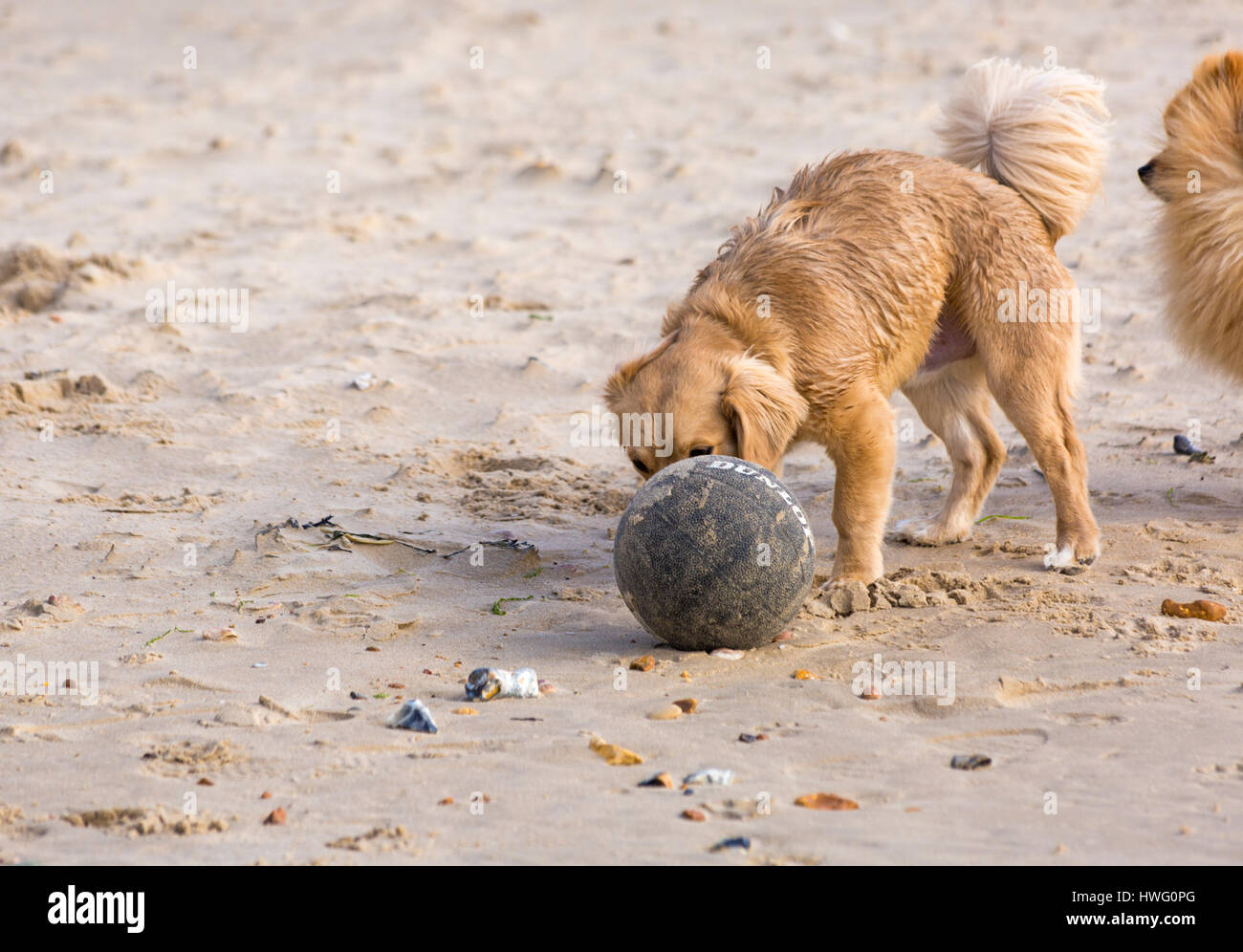 Dog playing football on sand hi-res stock photography and images - Alamy