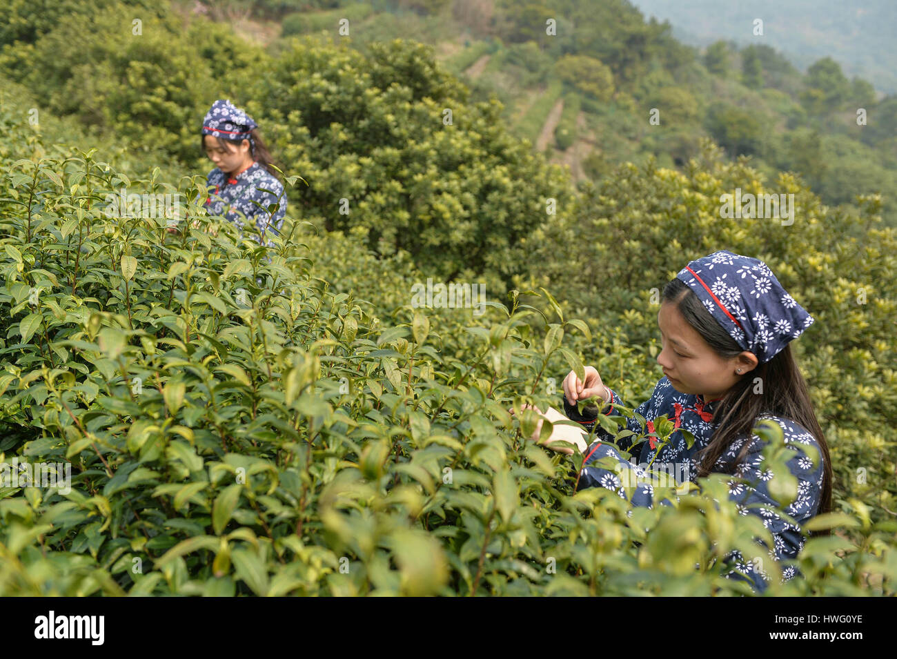 Suzhou, China's Jiangsu Province. 21st Mar, 2017. Farmers collect tea ...