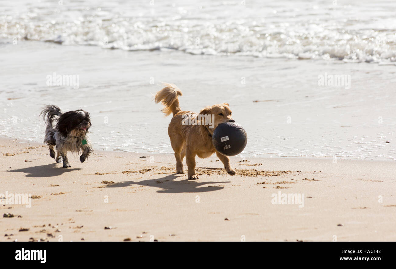 Dog playing football on beach hi-res stock photography and images - Alamy