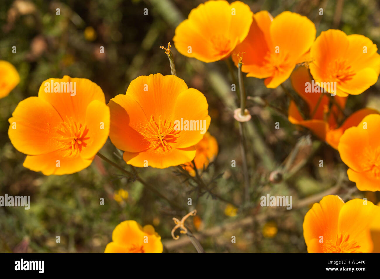 Usa. 20th Mar, 2017. First Day of Spring Wild Flowers bloom on the ...