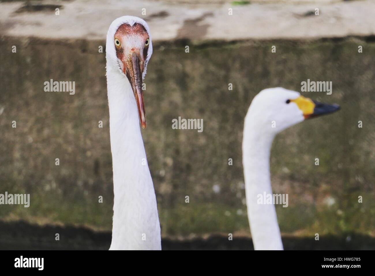 China. 22nd Mar, 2017. The animals imprisoned in a zoo in China. Credit ...