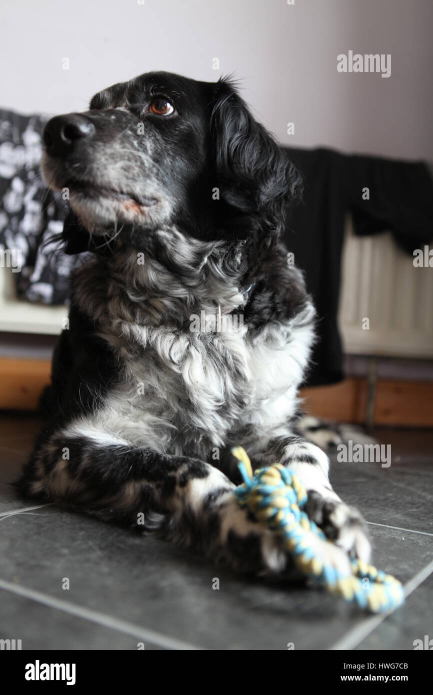 Collie Cross Springer Spaniel High Resolution Stock Photography and ...