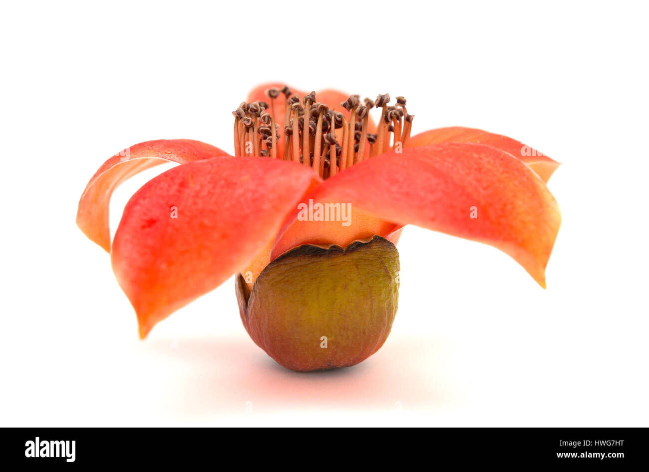 Kapok bloom hi-res stock photography and images - Alamy