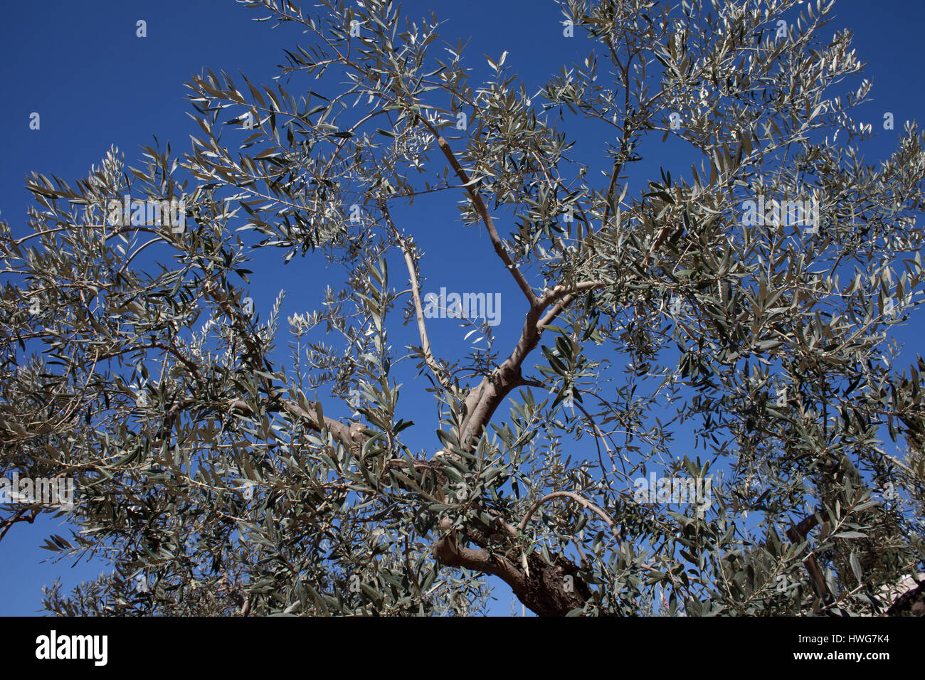 olive tree in Garden of Gethsemane, Jerusalem, Israel Middle East Stock ...