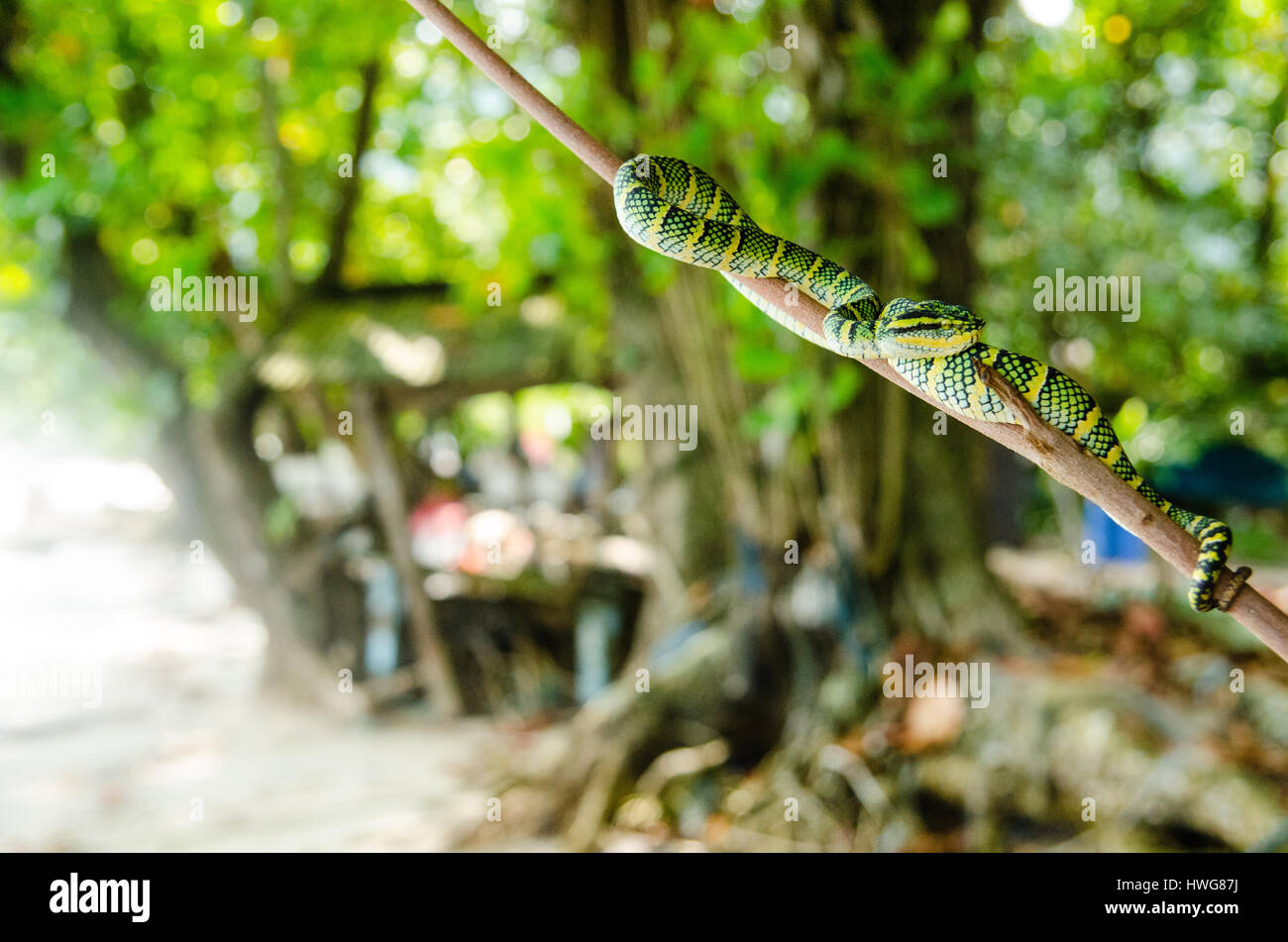 Tropidolaemus wagleri poisonous snake green yellow striped asian Stock ...