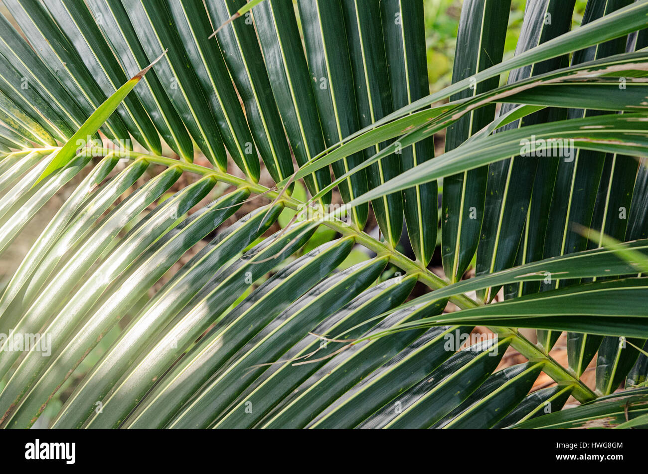 Palm branch background Stock Photo - Alamy