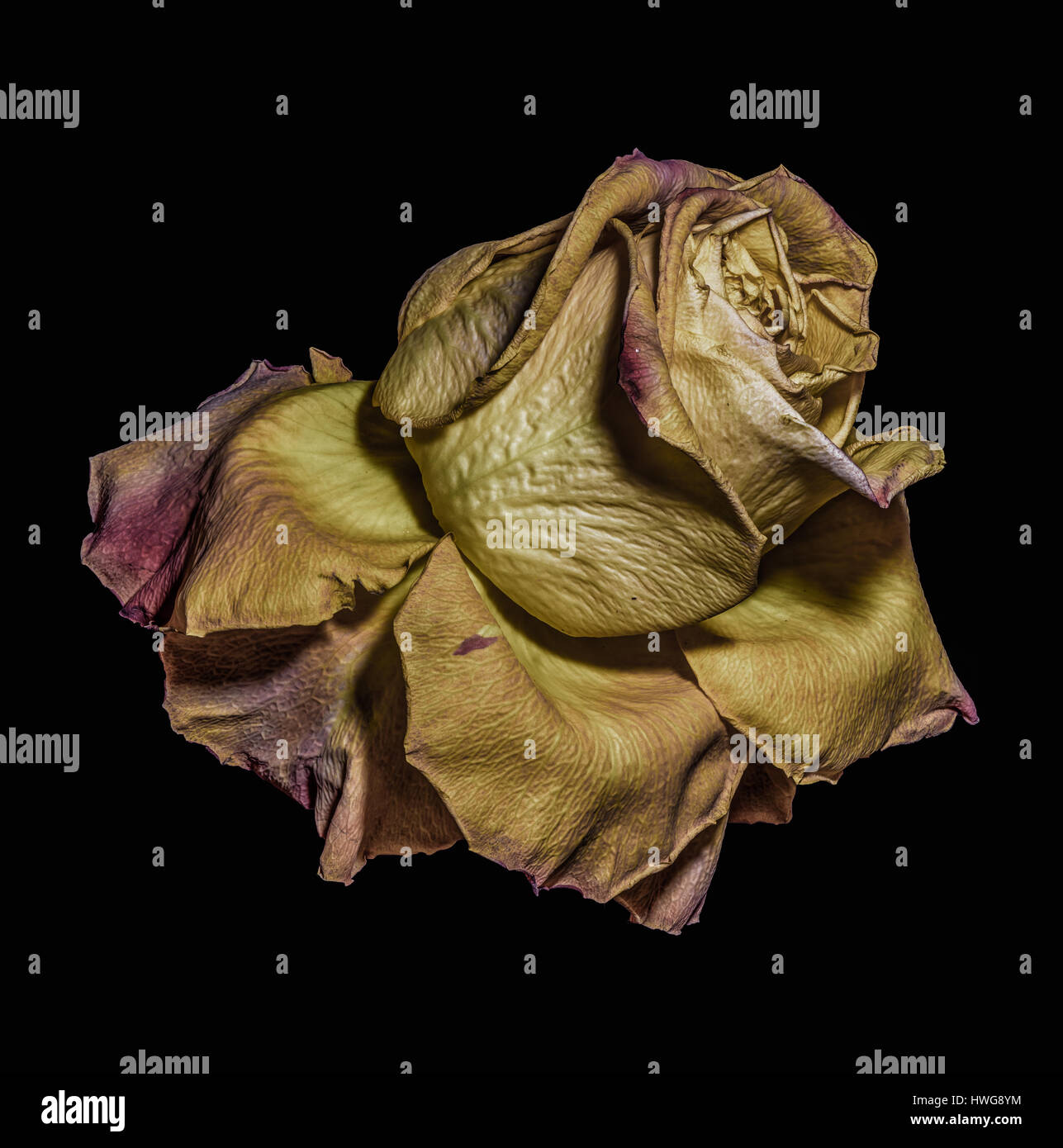 surrealistic yellow rose blossom portrait,black background,vintage ...