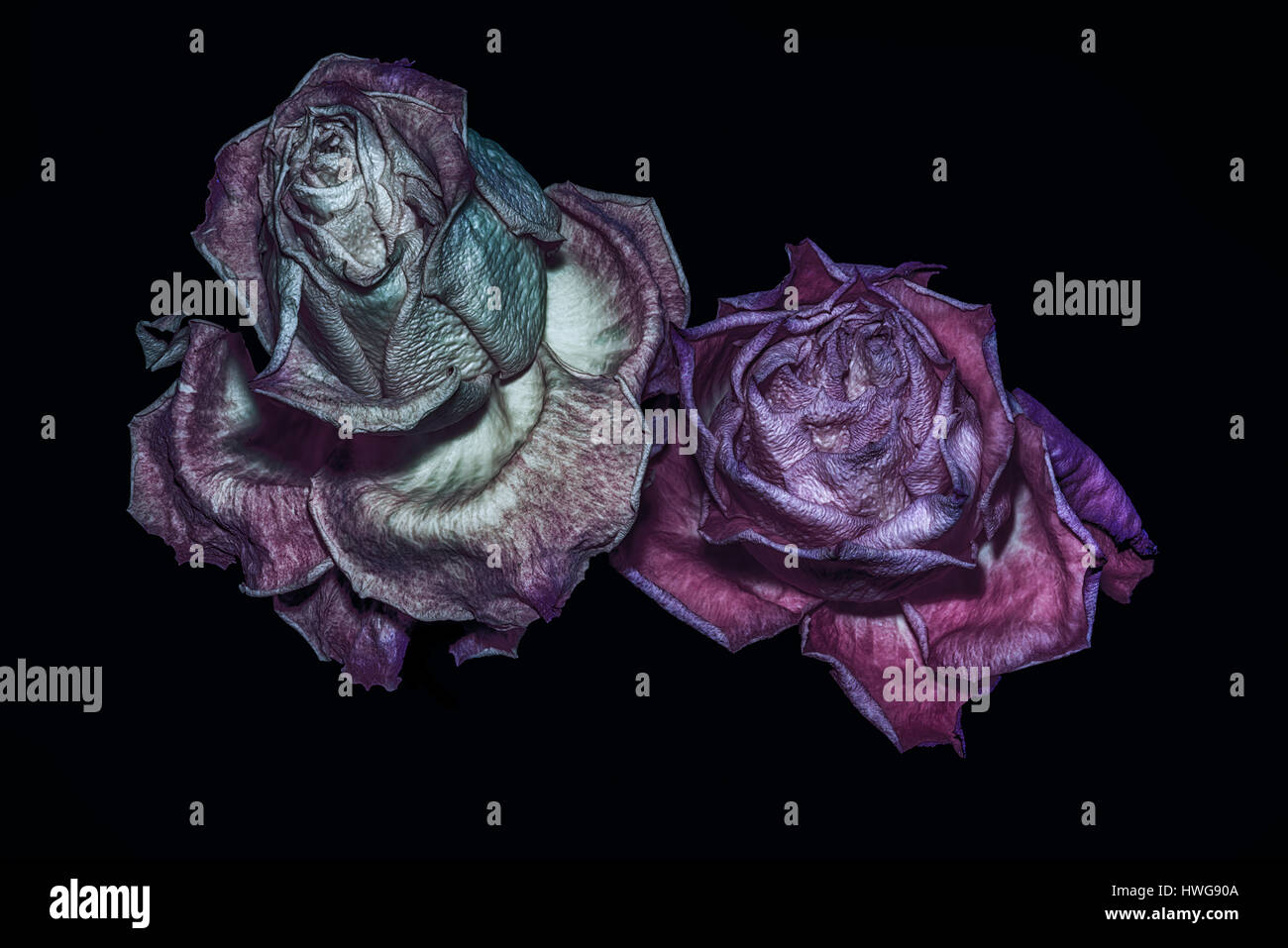 aged metallic dark purple pink rose couple macro portrait,black ...