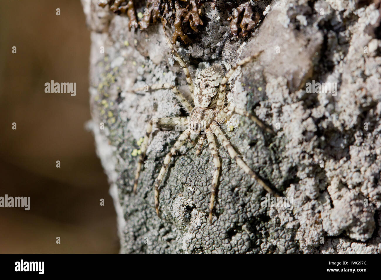 Running spider hi-res stock photography and images - Alamy