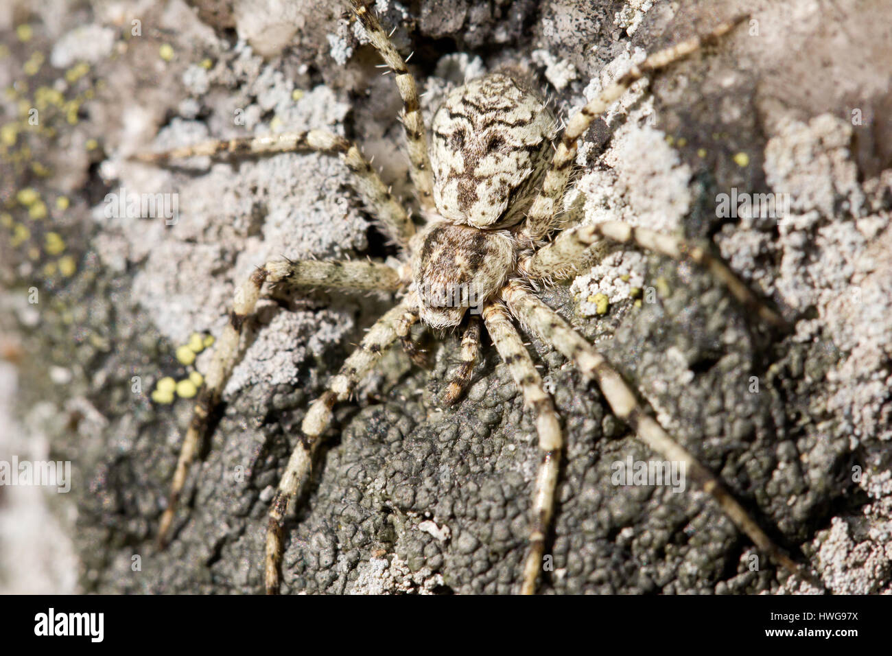 Running spider hi-res stock photography and images - Alamy