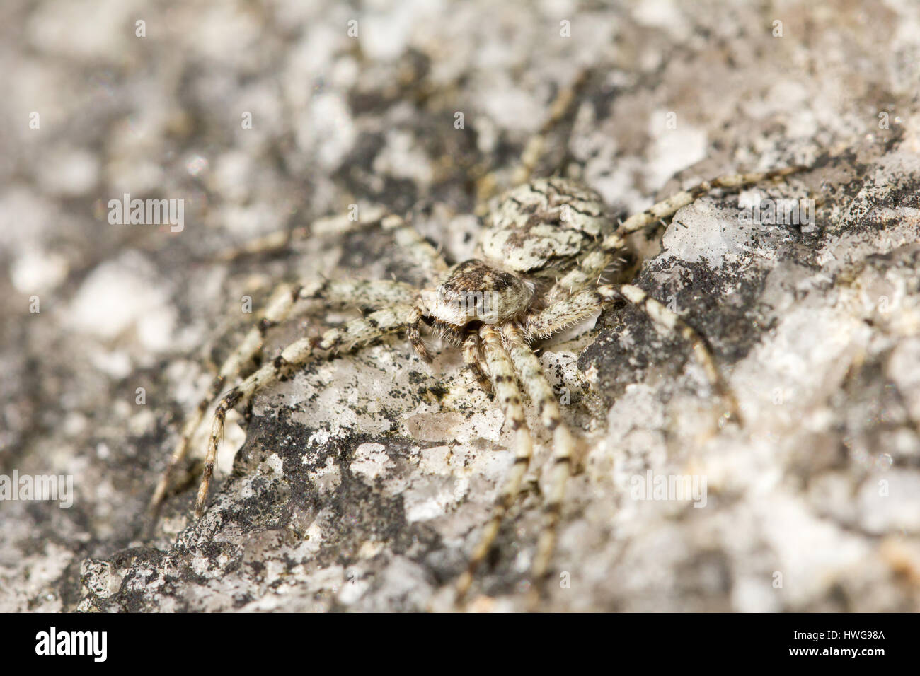 Running spider hi-res stock photography and images - Alamy