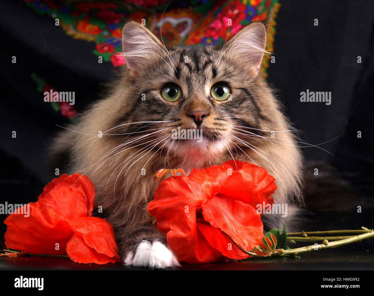 Cute cats, furry pets and friends. Domestic cat Stock Photo - Alamy