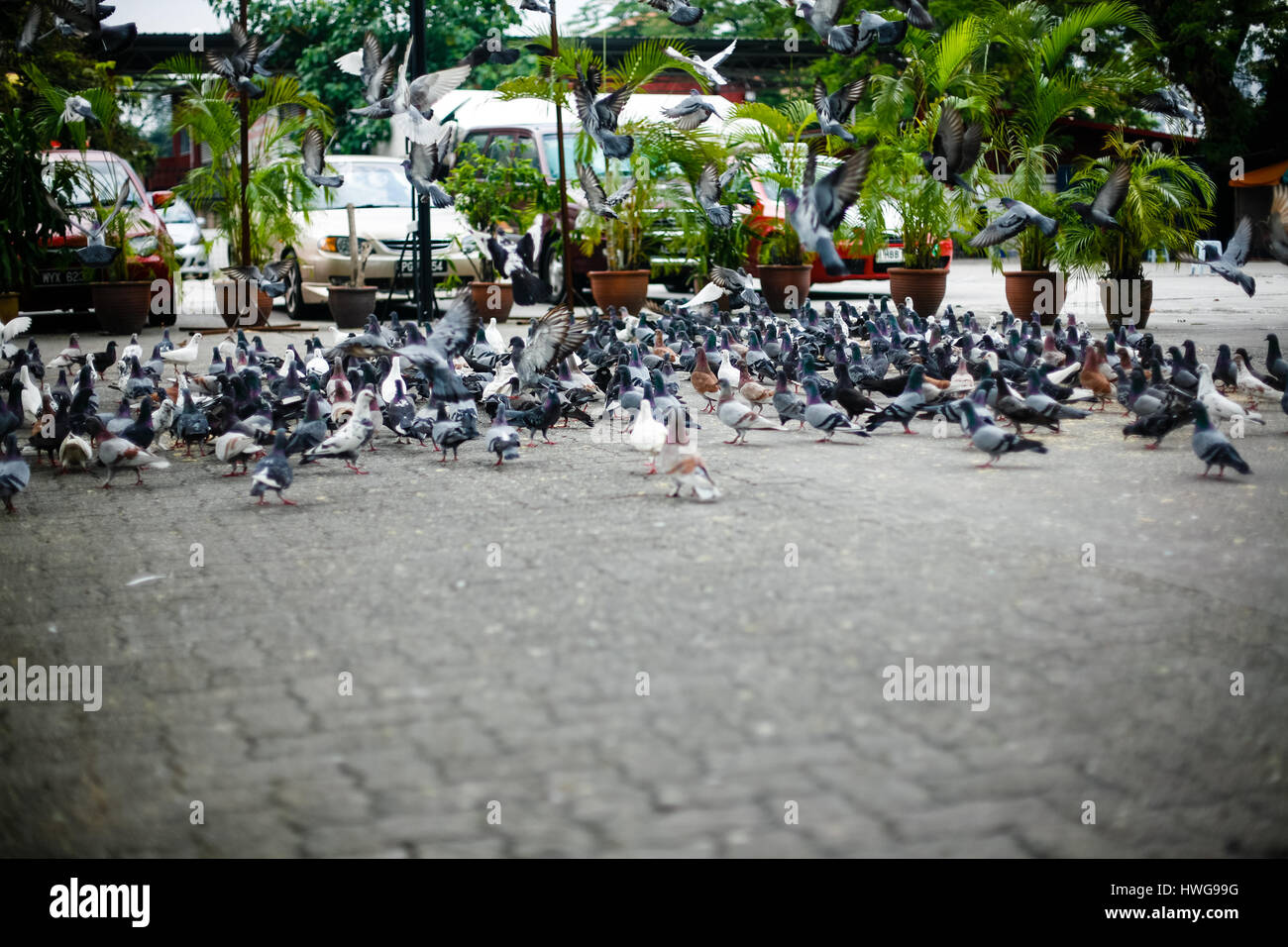 Invasion bird hi-res stock photography and images - Alamy