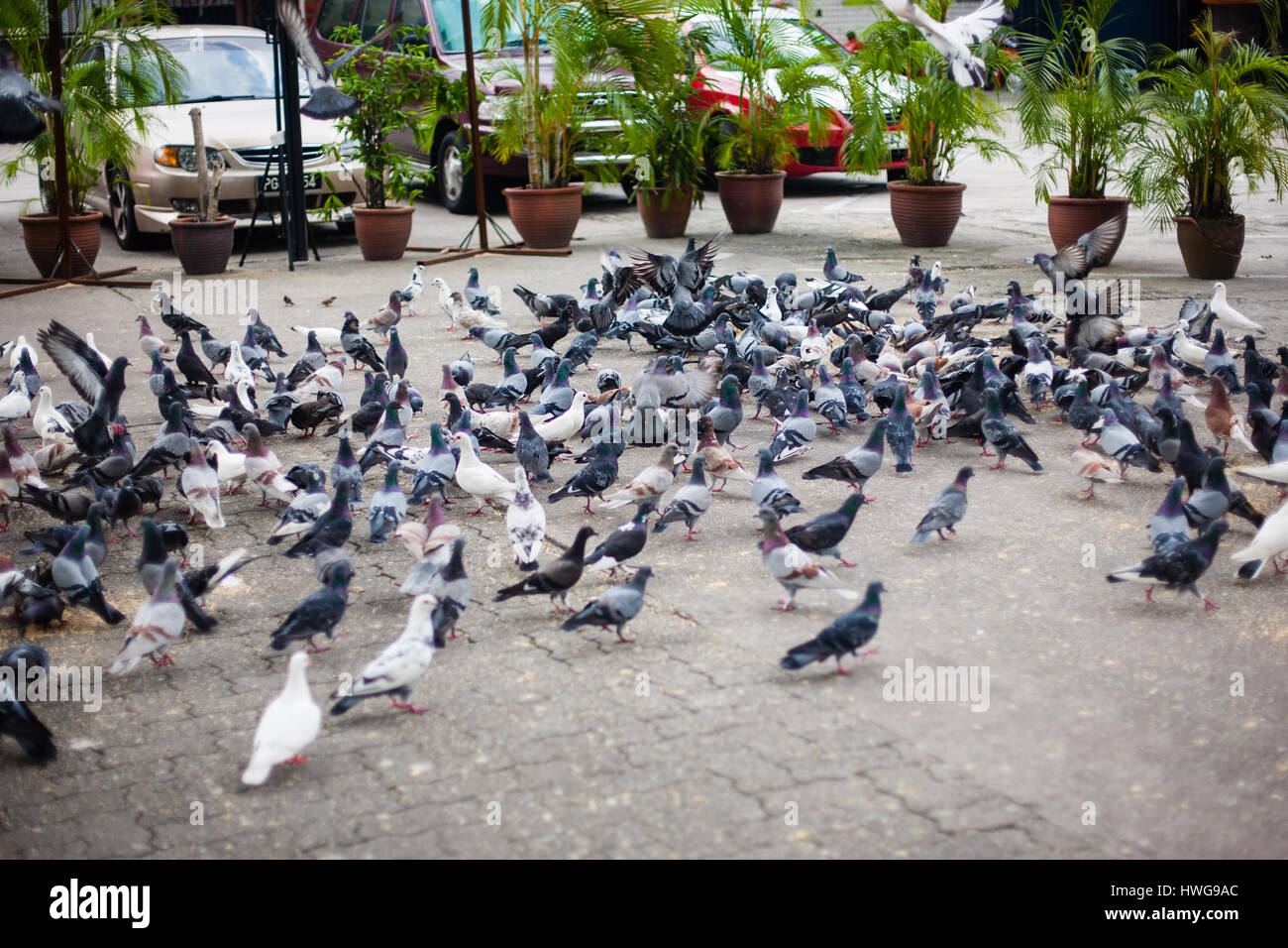 Solitary city pigeon hi-res stock photography and images - Alamy