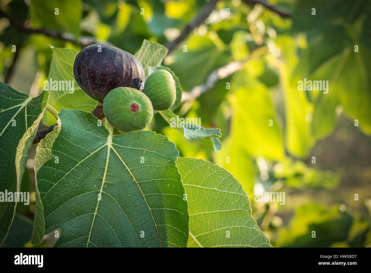 figs hanging from the tree Stock Photo - Alamy