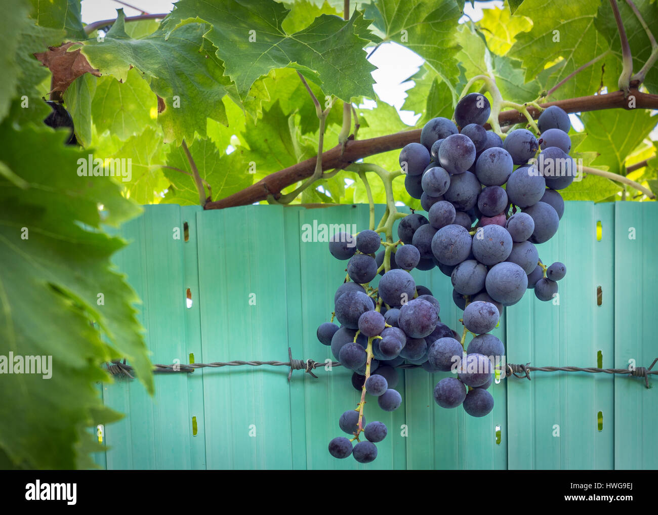 Barbed fruit hi-res stock photography and images - Alamy