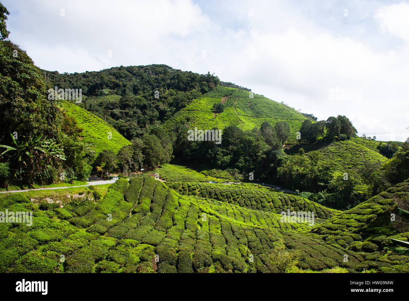 Tea plantations in Malaysia Stock Photo - Alamy