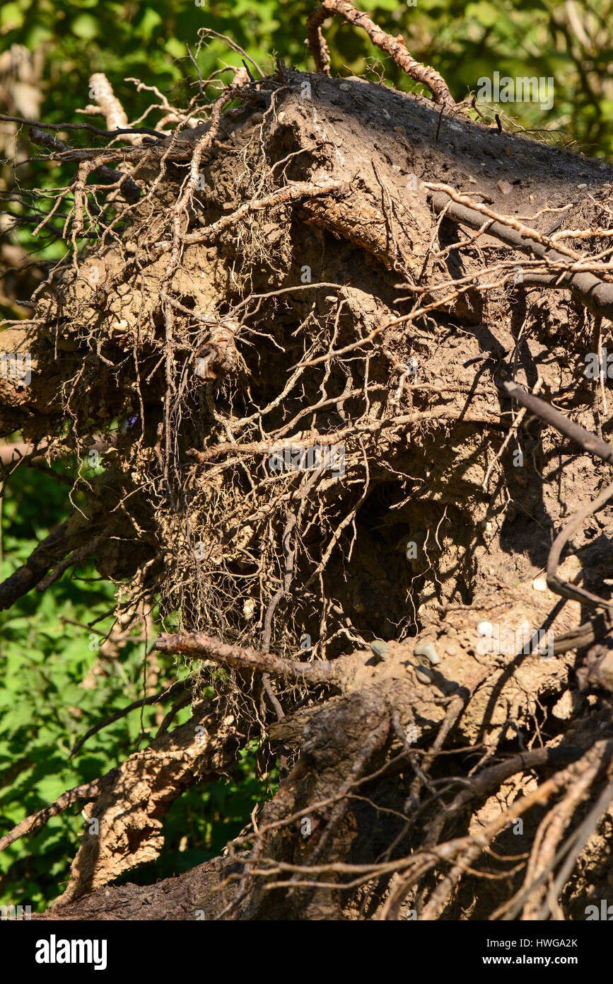 Fallen Tree Stump Stock Photo - Alamy