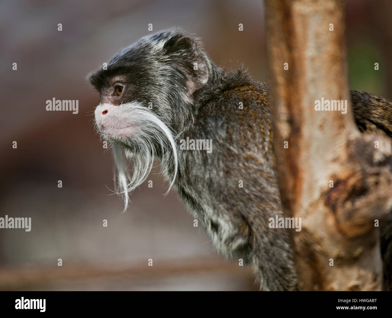 Emperor Tamarin (saguinus imperator subgriscescens Stock Photo - Alamy