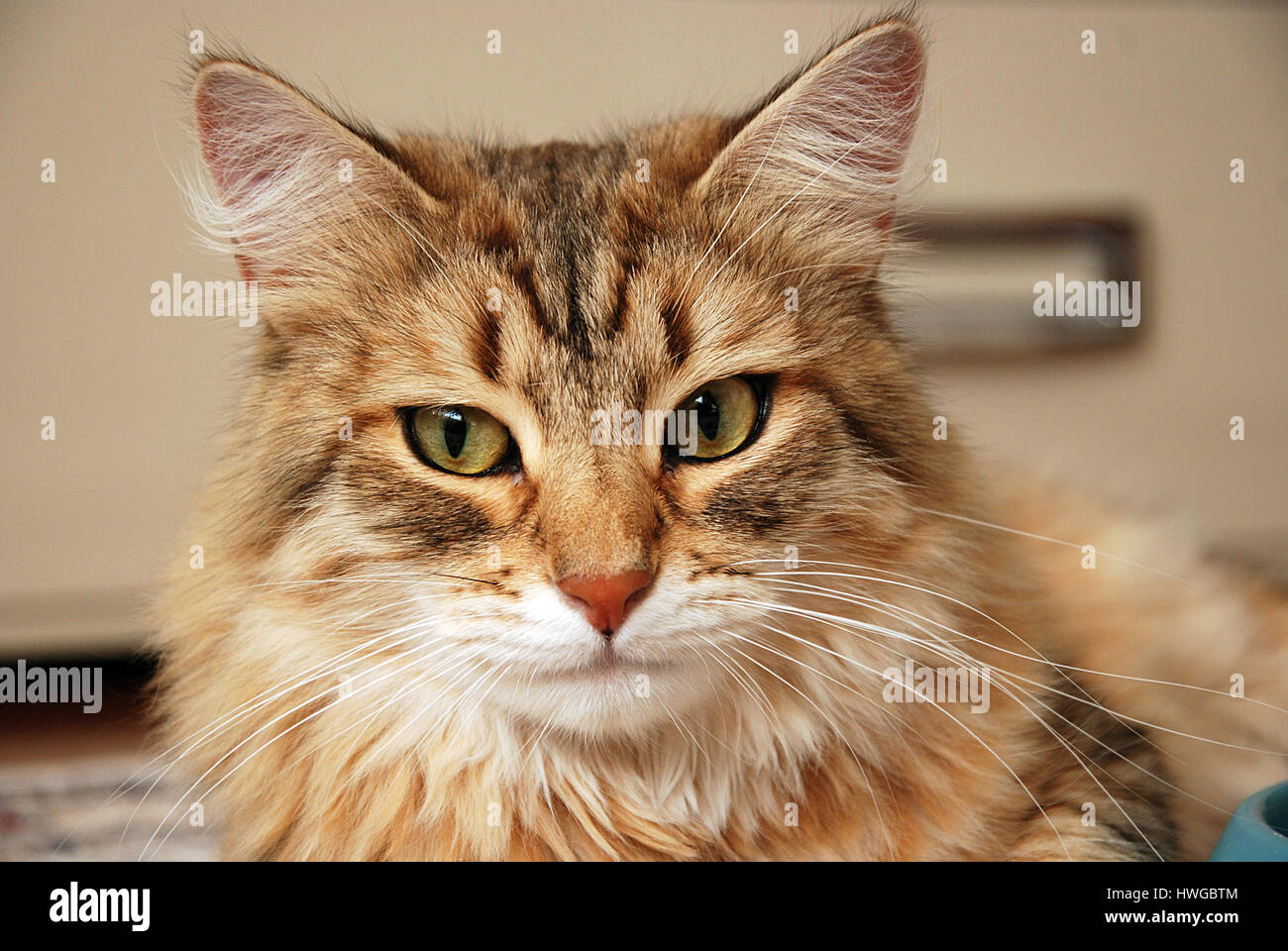 Cute cats, furry pets and friends. Domestic cat Stock Photo - Alamy