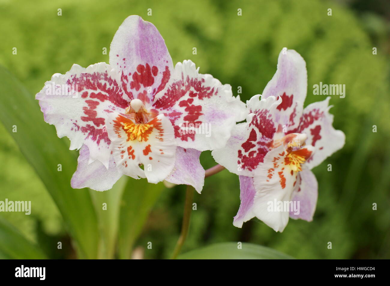 Odontonia susan bogdanow hi-res stock photography and images - Alamy