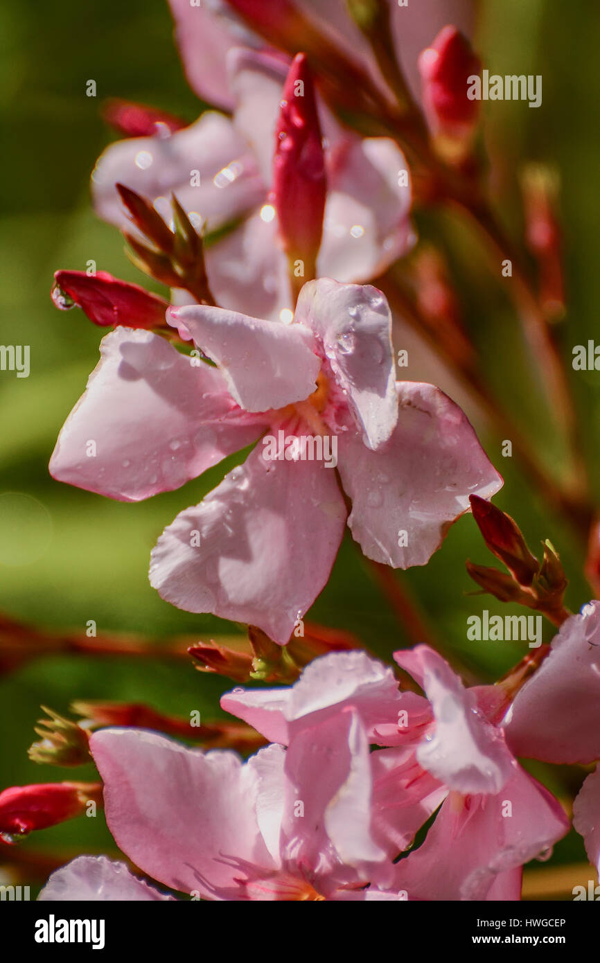 Common oleander hi-res stock photography and images - Alamy