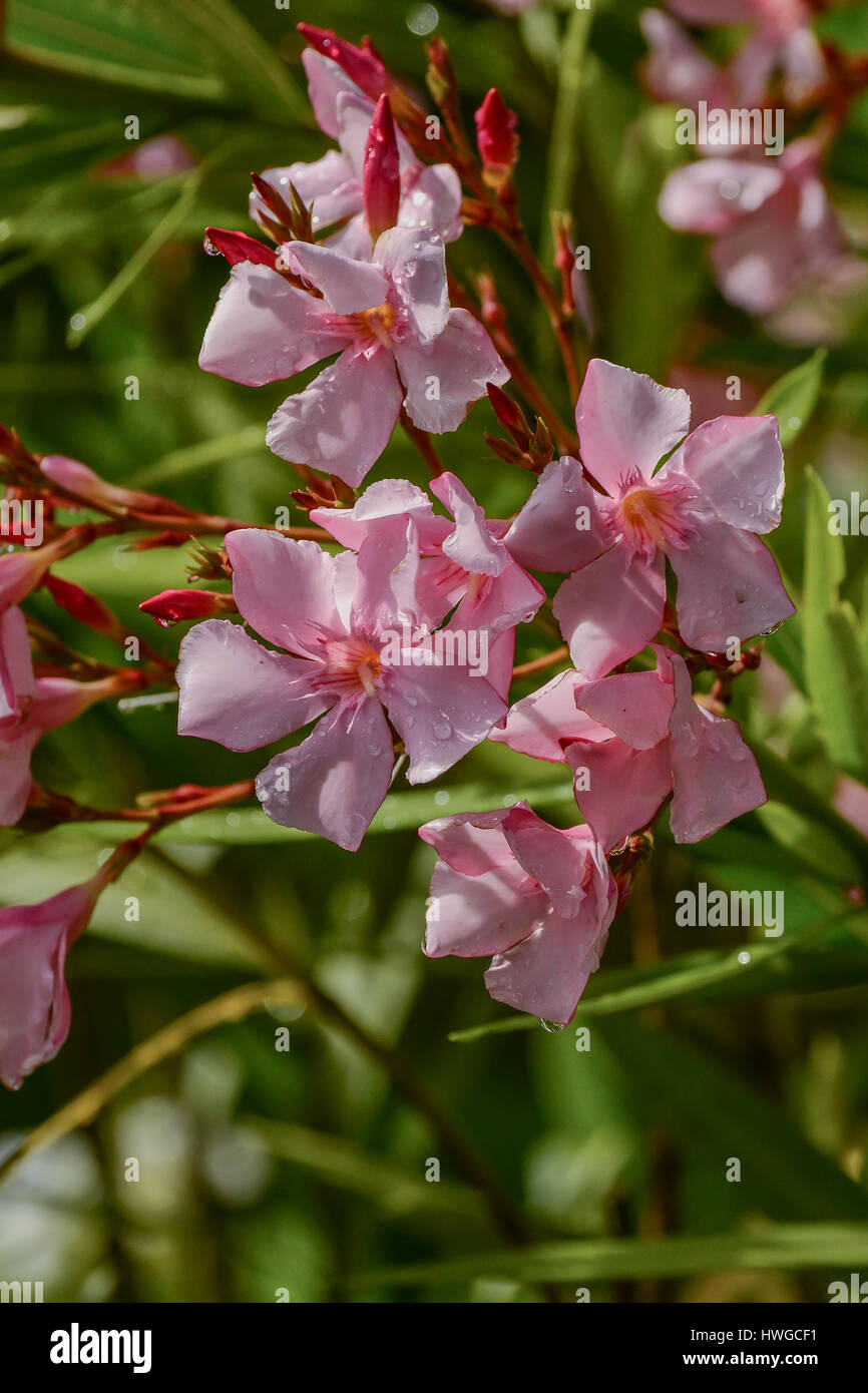 Oleander is widely used as ornamental plants in landscaping in areas ...